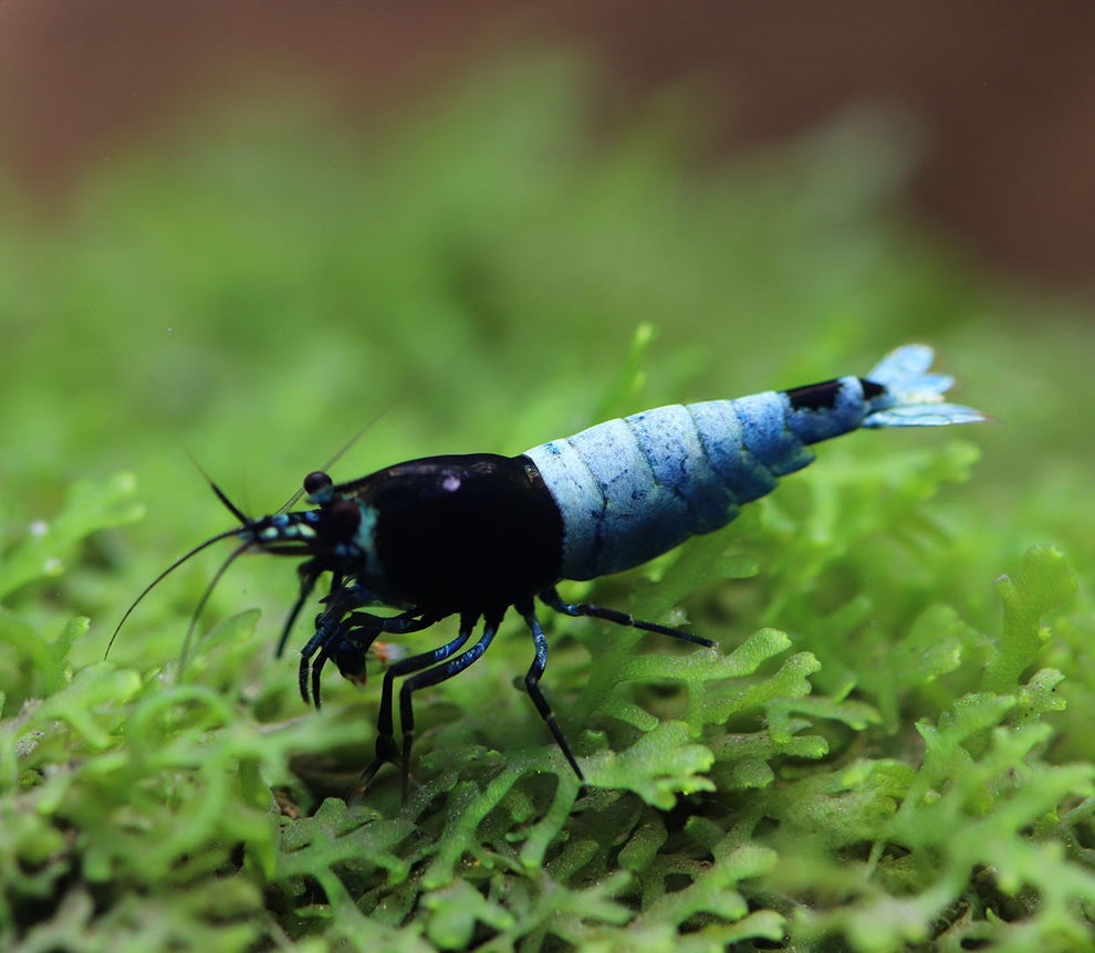 Blue Shadow Mosura – Shrimply Fintastic