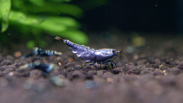 Extreme Purple Metallic – Shrimply Fintastic