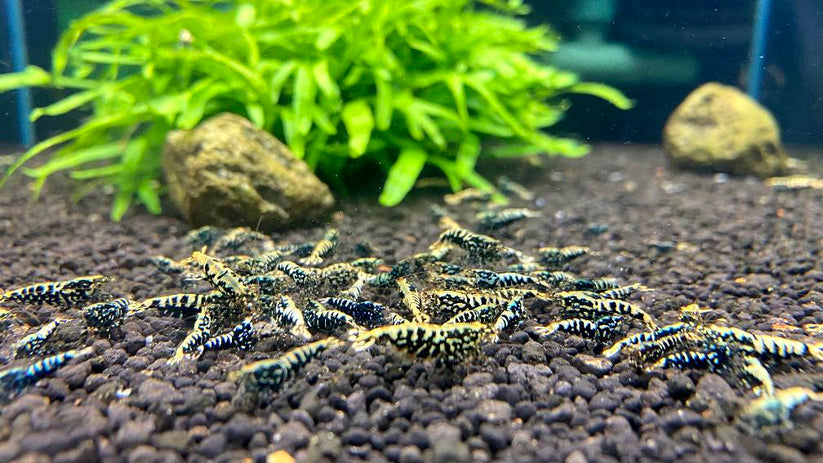 Black Galaxy Fishbone – Shrimply Fintastic