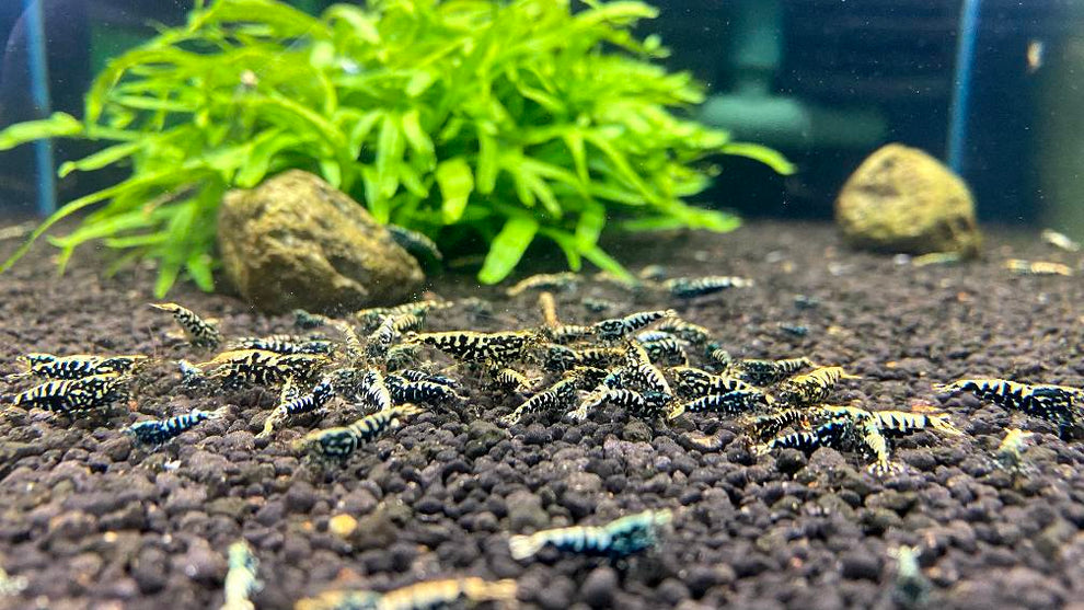 Black Galaxy Fishbone – Shrimply Fintastic