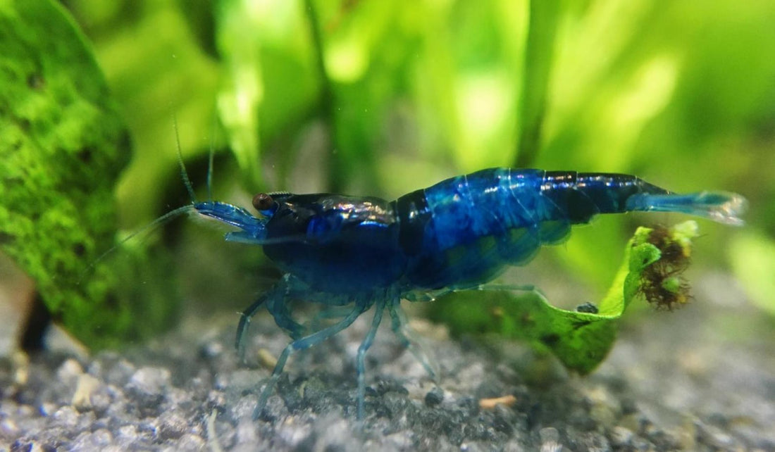 Blue Carbon Rili – Shrimply Fintastic