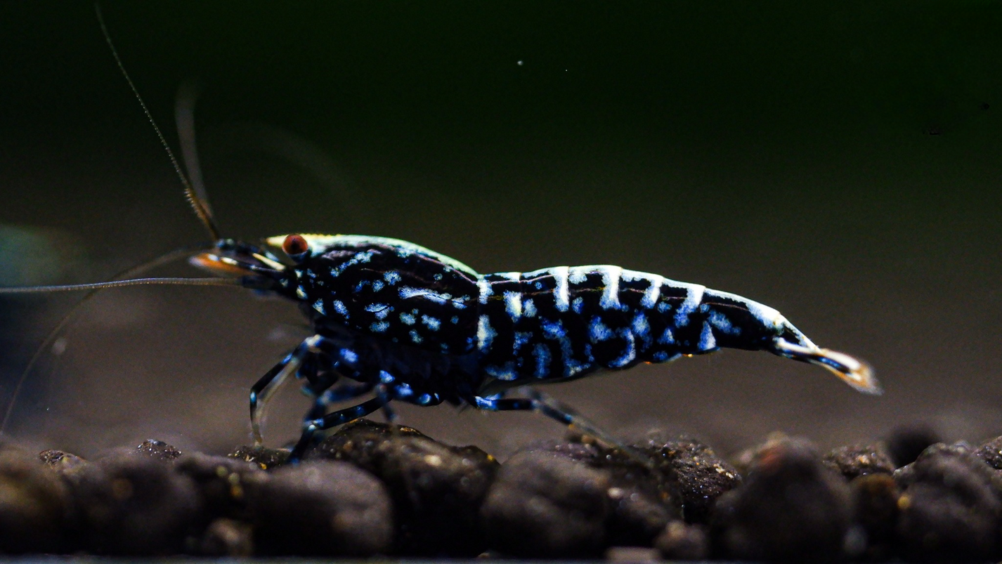 Black Galaxy Fishbone – Shrimply Fintastic