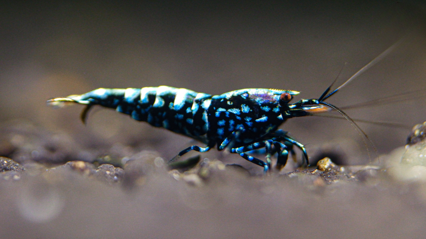 Black Galaxy Fishbone – Shrimply Fintastic