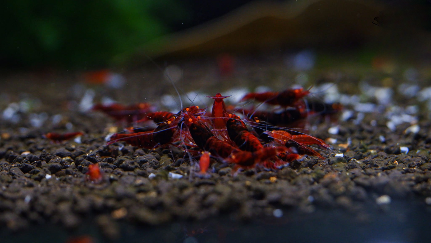 Orange Eye Red Devil – Shrimply Fintastic