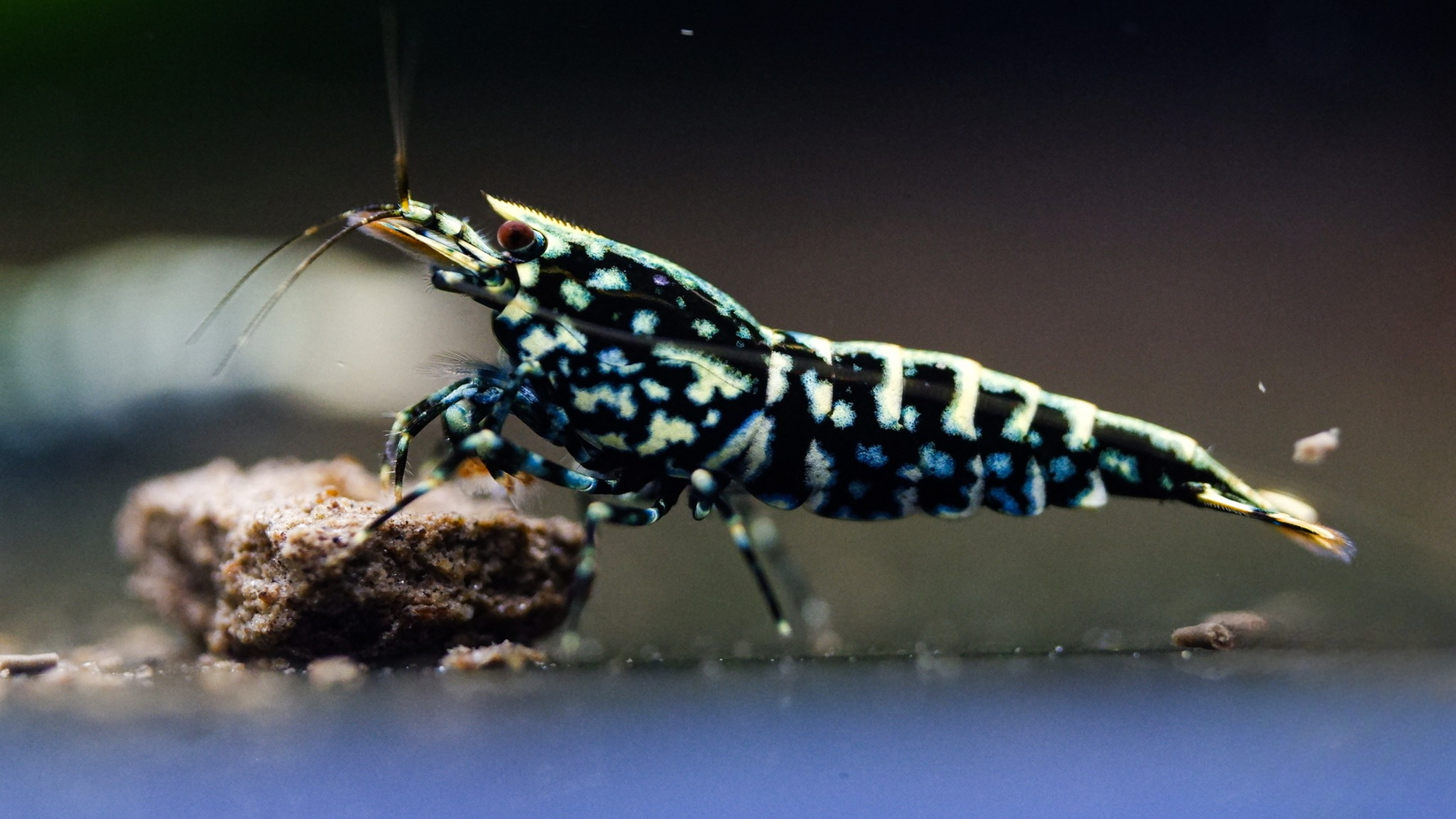 Black Galaxy Fishbone – Shrimply Fintastic