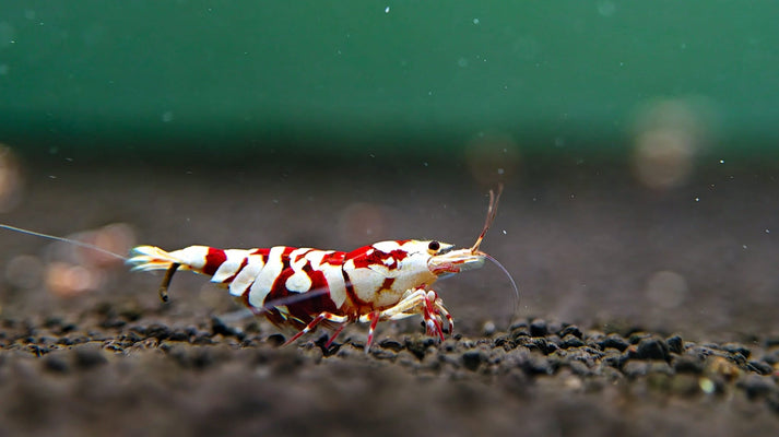 Red Fancy Tiger SSS+ (Top Grade) – Shrimply Fintastic