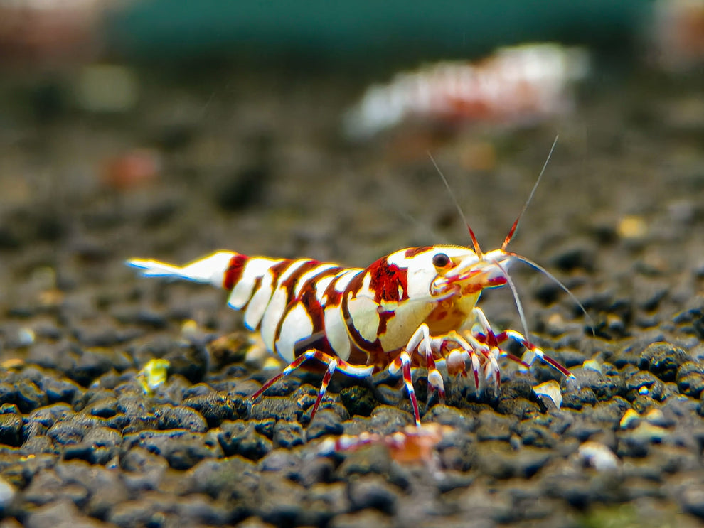 Red Fancy Tiger SSS+ (Top Grade) – Shrimply Fintastic