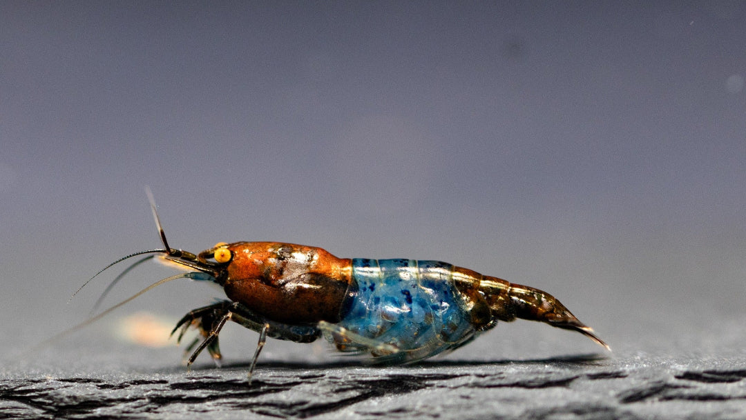 Orange Eye Blue Carbon Rili – Shrimply Fintastic