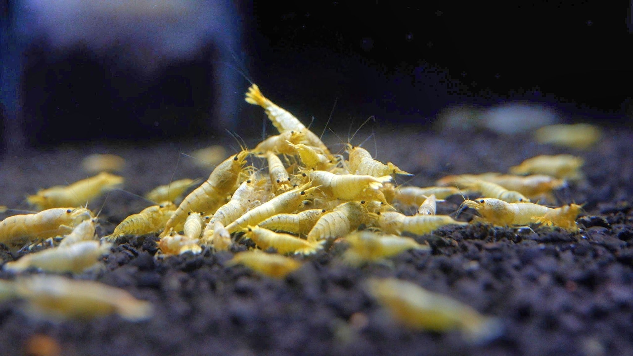 24K Gold Bee – Shrimply Fintastic