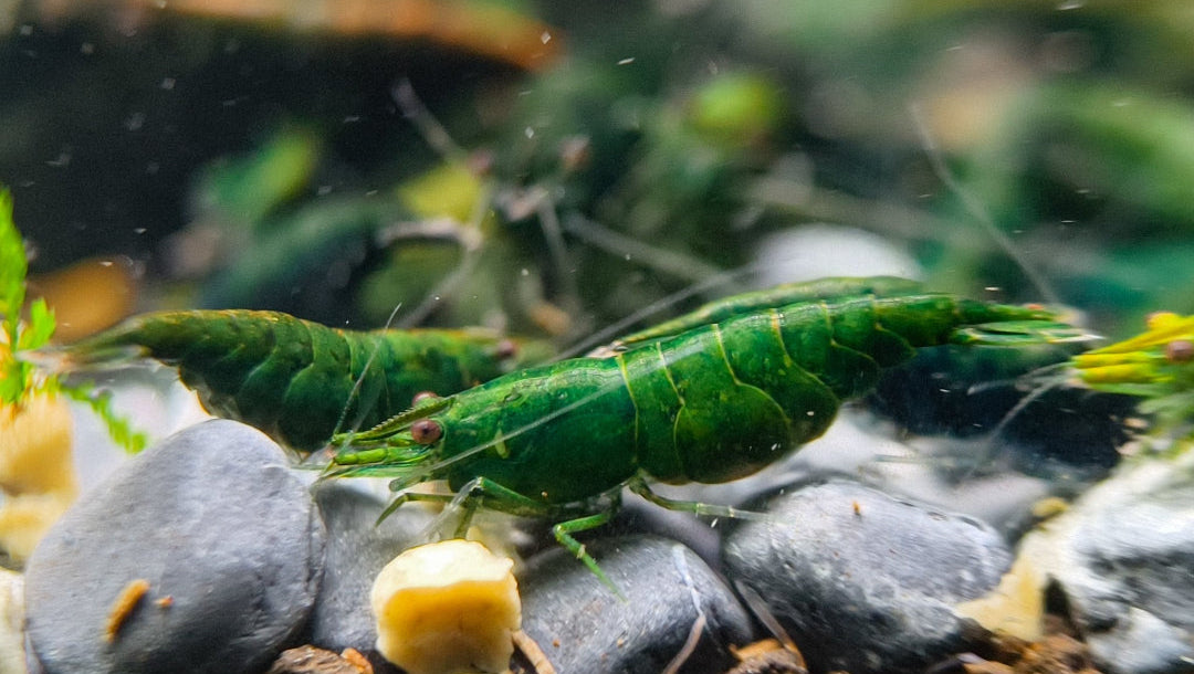 Green Diamond – Shrimply Fintastic