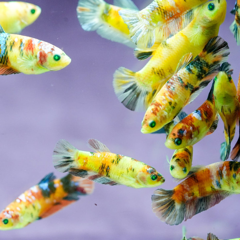 Neon Green Betta Hybrid – Shrimply Fintastic