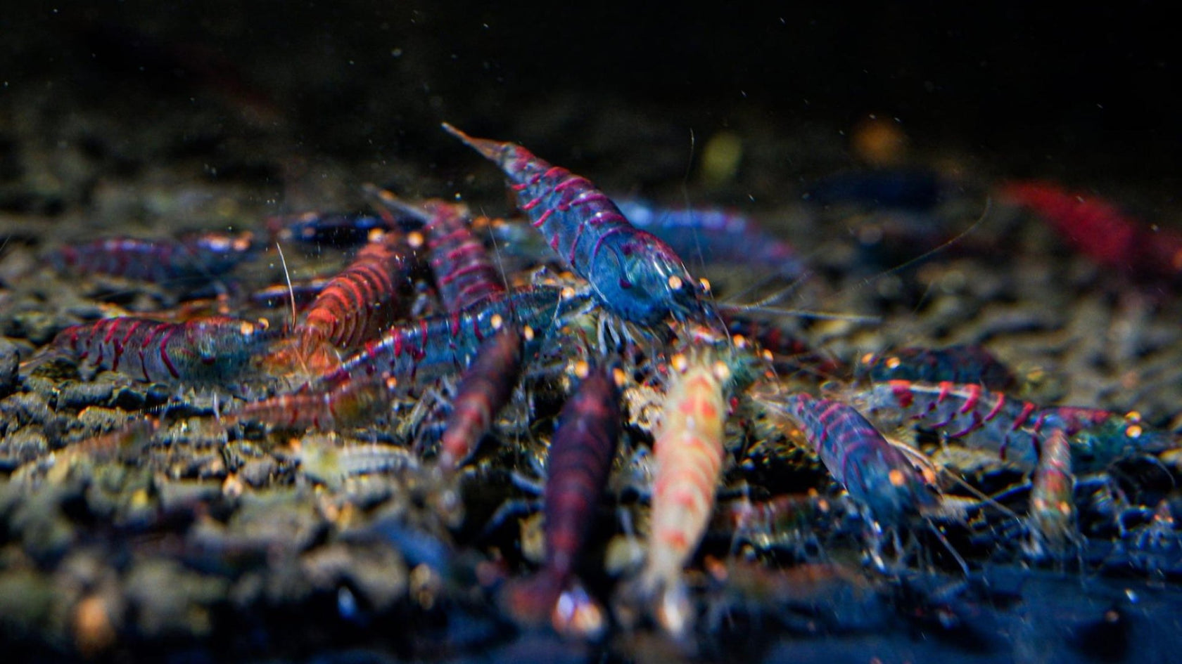 Orange Eye Red Tiger Blue Body (OERTBB) – Shrimply Fintastic