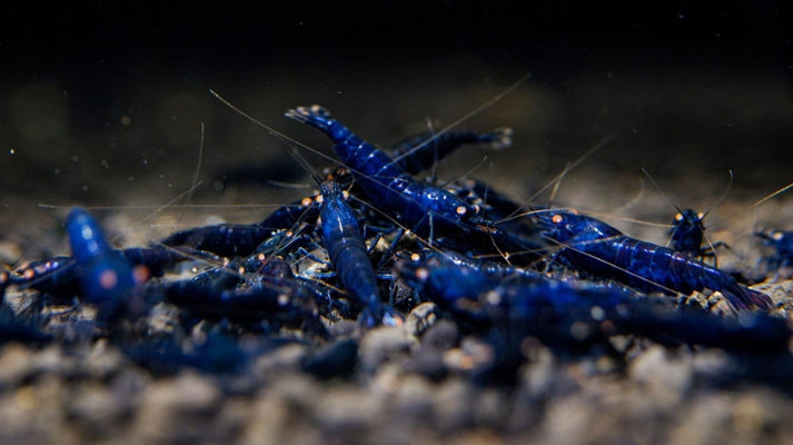 Orange Eye Royal Blue Tiger (OERBT) – Shrimply Fintastic