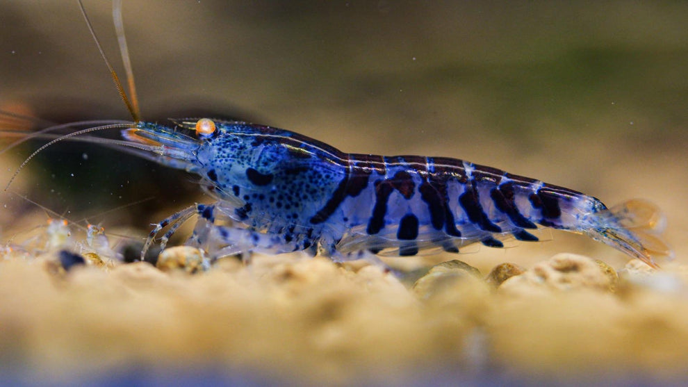 Orange Eye Blue Tiger (OEBT) – Shrimply Fintastic