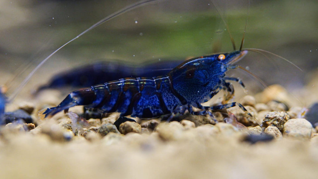Orange Eye Series – Shrimply Fintastic