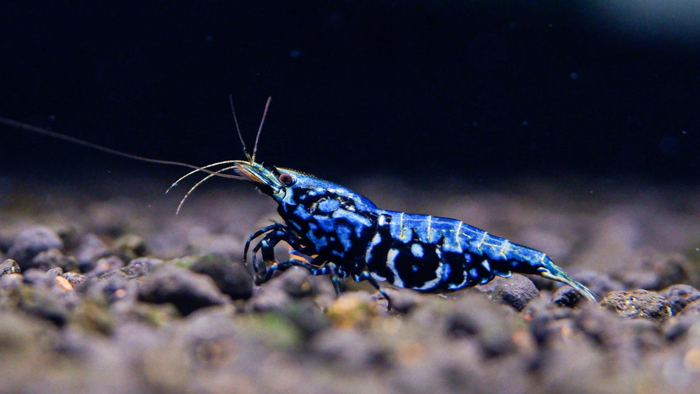 Metallic Blue Boa SSS+ (Top Grade) – Shrimply Fintastic