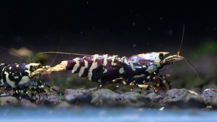 Purple Metallic Hornet – Shrimply Fintastic