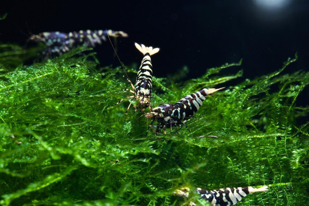 Purple Metallic Hornet – Shrimply Fintastic