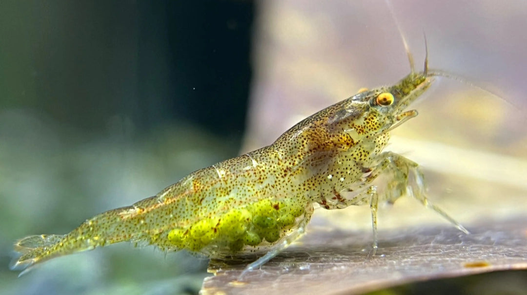 Orange Eye Wild Neocaridina – Shrimply Fintastic