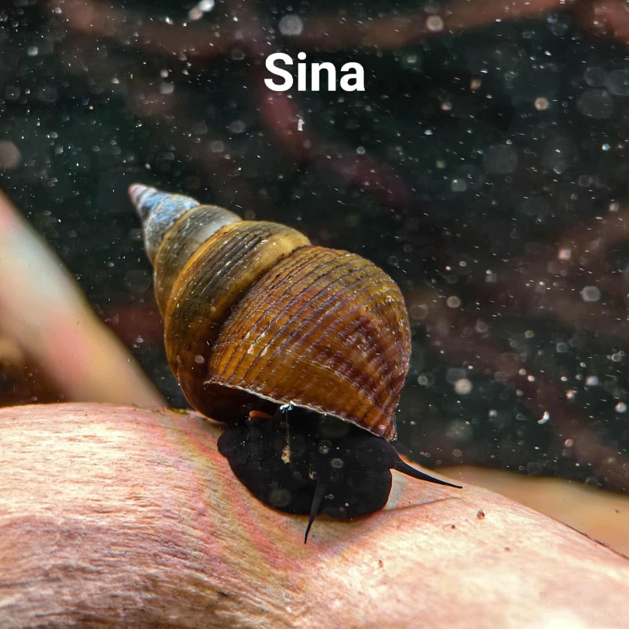 Triangle Rabbit Snail – Shrimply Fintastic