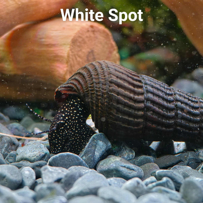 White Spotted Rabbit Snail – Shrimply Fintastic