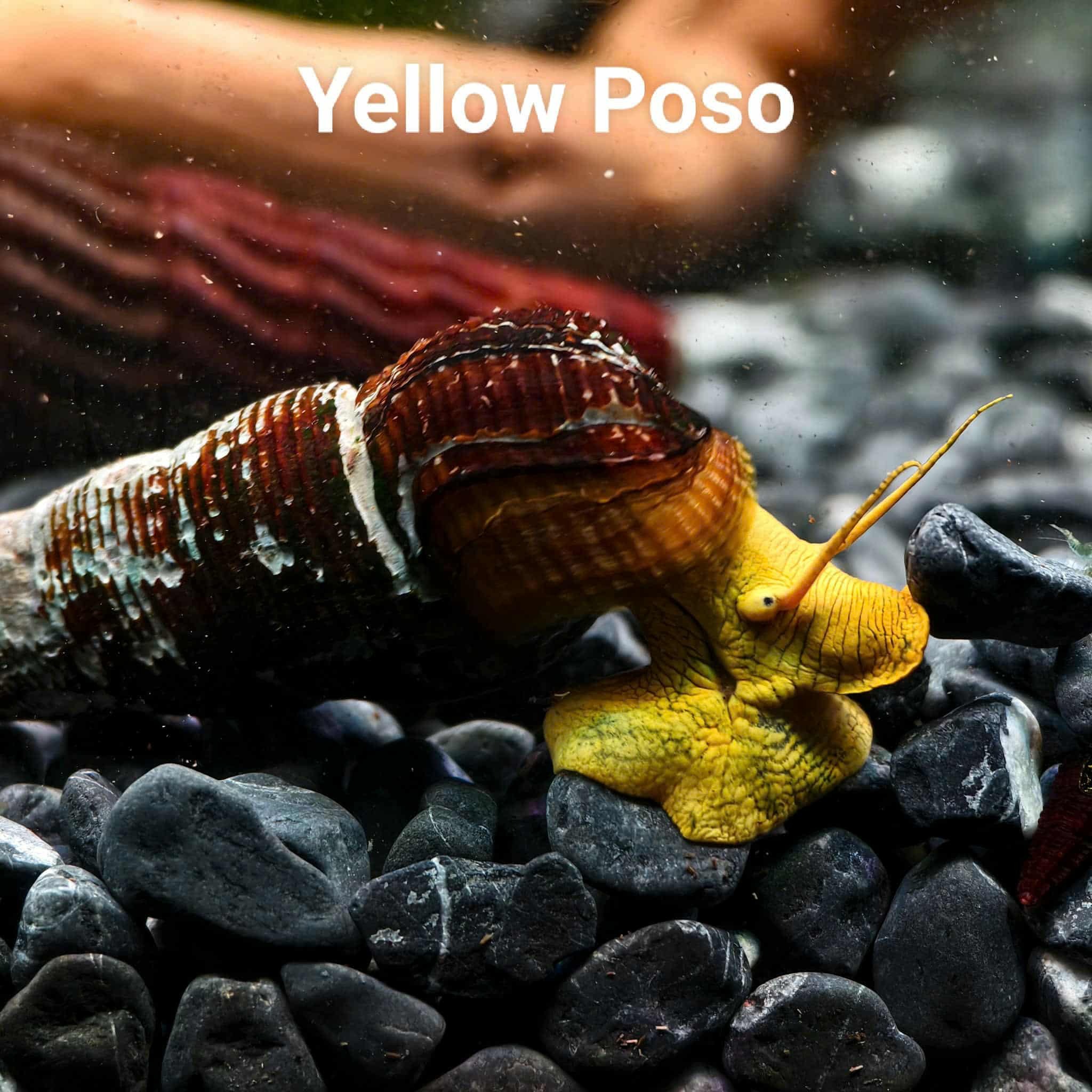 Yellow Poso Rabbit Snail – Shrimply Fintastic