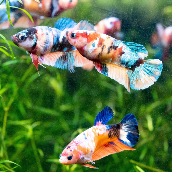 Giant Koi Nemo Female Plakat (HMPK) Betta – Shrimply Fintastic