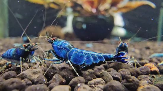 Extreme Blue Bolt – Shrimply Fintastic