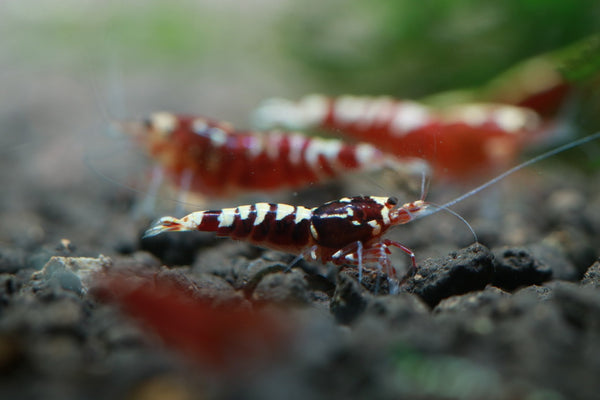 Red Pinto (Mixed Pattern) – Shrimply Fintastic