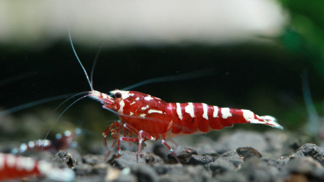 Red Pinto (Mixed Pattern) – Shrimply Fintastic